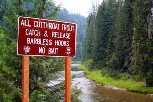 A Small Slice of Fly Fishing Heaven—The North Fork of the CDA River ...
