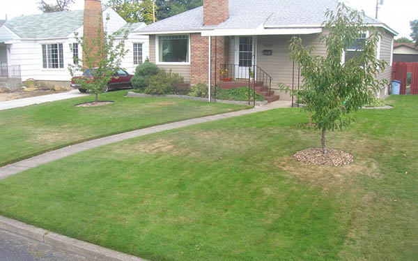 Turning Your Yard Into a Natural Area - Out There Outdoors