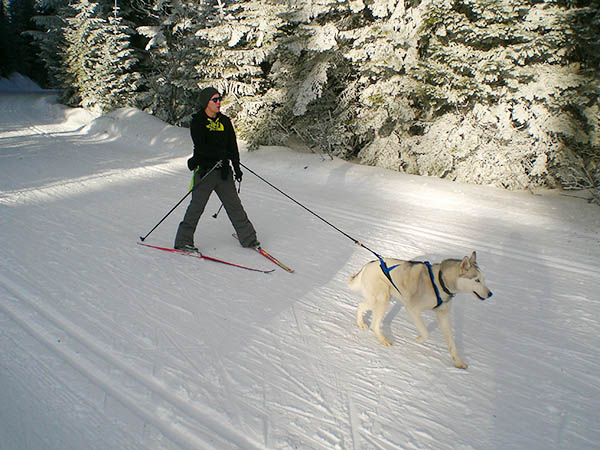 Skiing with Your Dog: Give Skijoring a Try with These Tips for ...