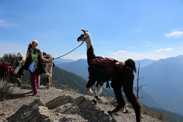 Llama Packing: Backcountry Hiking is Better with a Four-Legged Friend ...