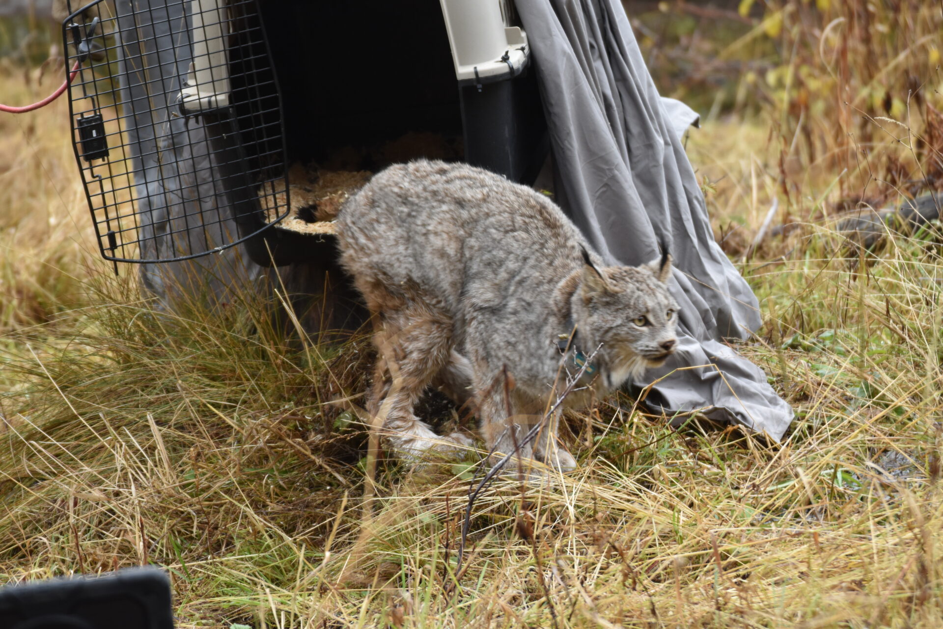 Return of the Lynx - Out There Outdoors