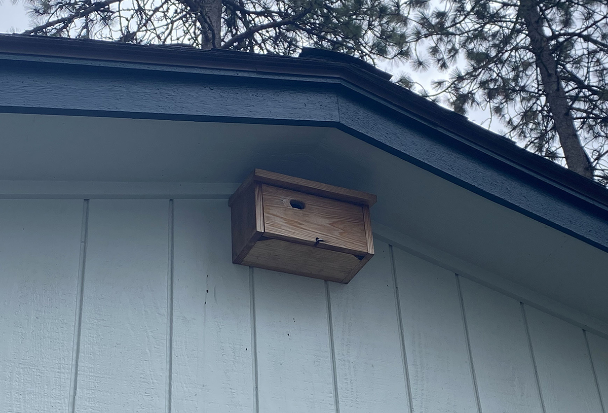 Building a Better Bird Sanctuary Starts at Home - Out There Outdoors