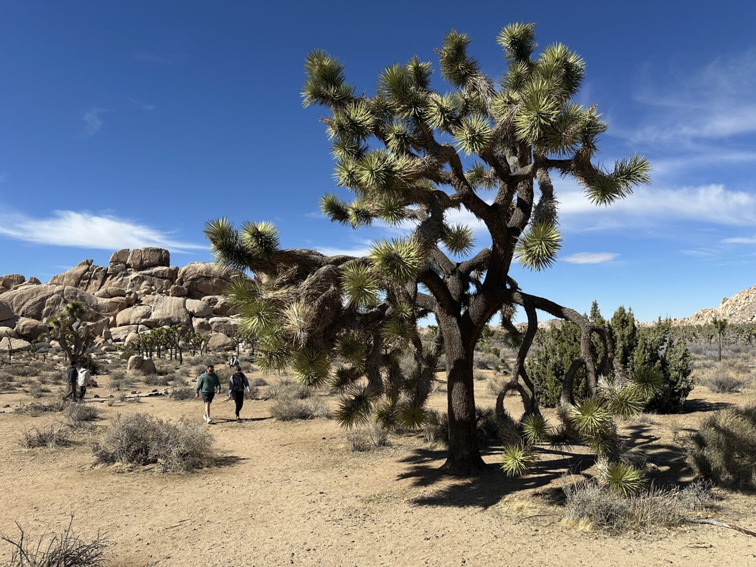 Winter Escape: Joshua Tree National Park - Out There Outdoors